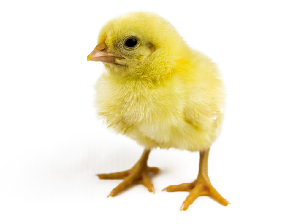 Pollo bebé COBB – Produss