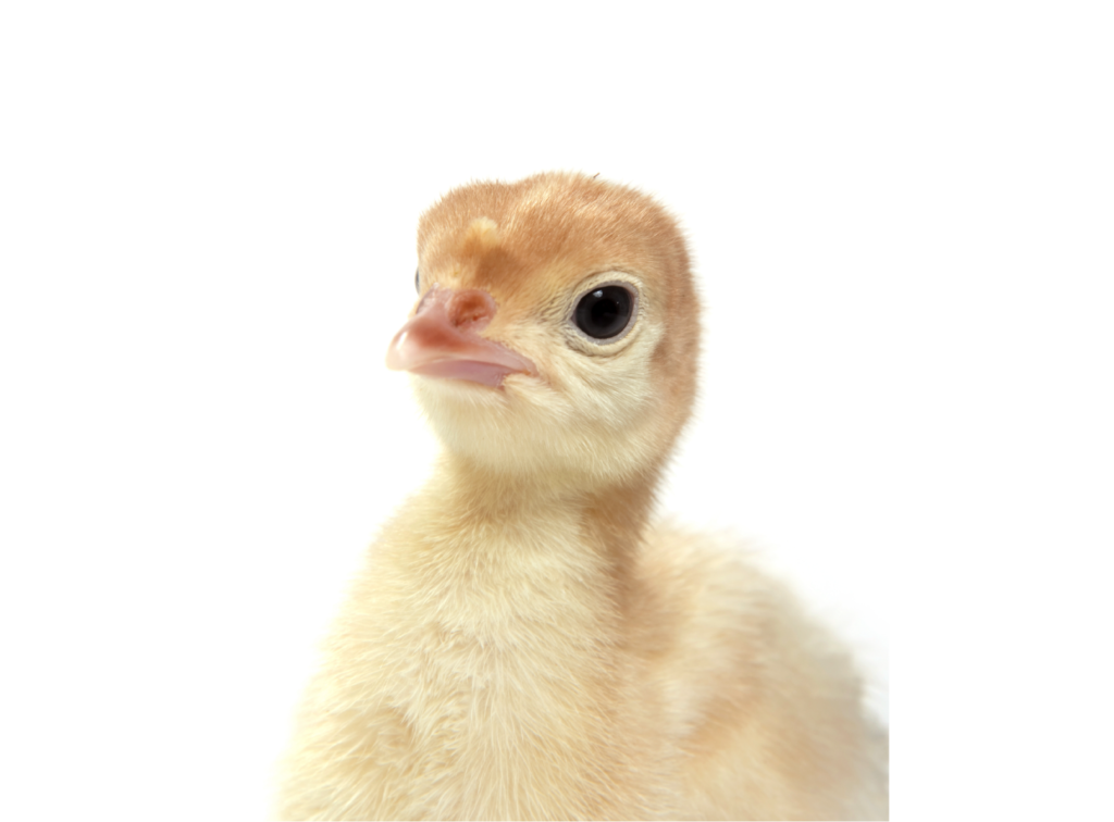 Pavo bebé HYBRID – Produss