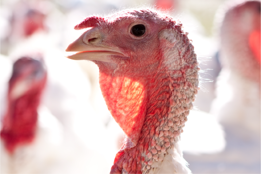 Pavo bebé HYBRID – Produss